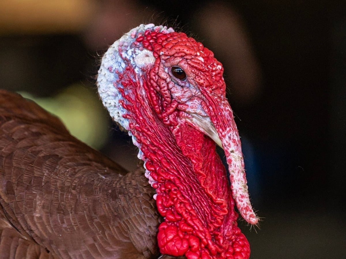 Turkeys | Majestic Meadows Alpacas