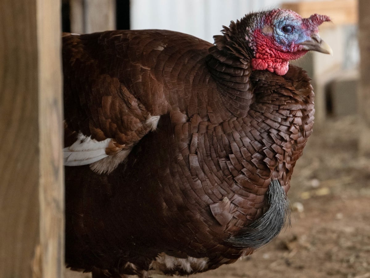 Turkeys | Majestic Meadows Alpacas