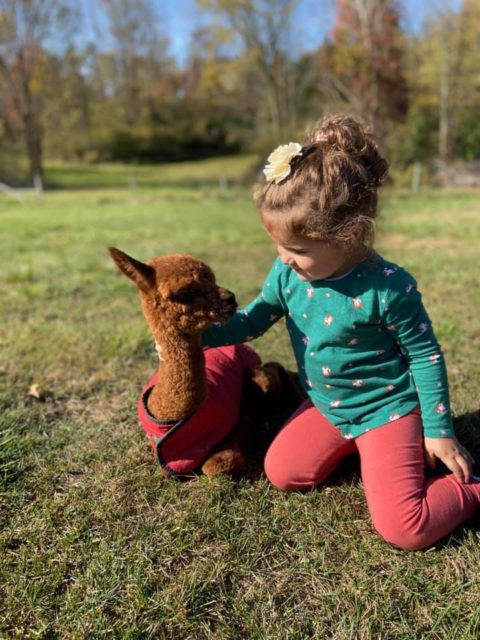 Alpaca Farm & Boutique Medina OH | Majestic Meadows Alpacas | Majestic ...