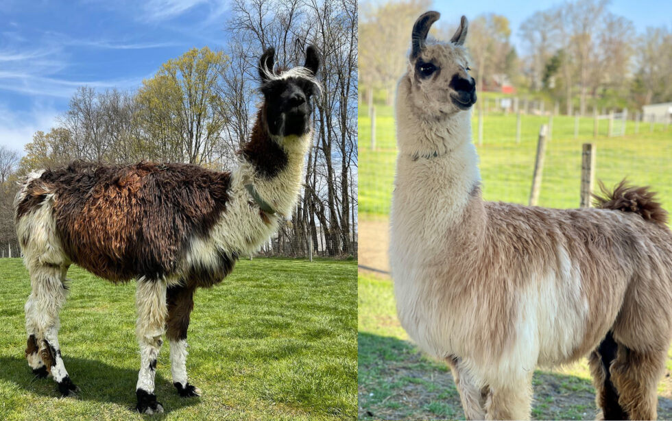 Meet our Animals | Alpaca Farm & Boutique Medina OH | Majestic Meadows ...